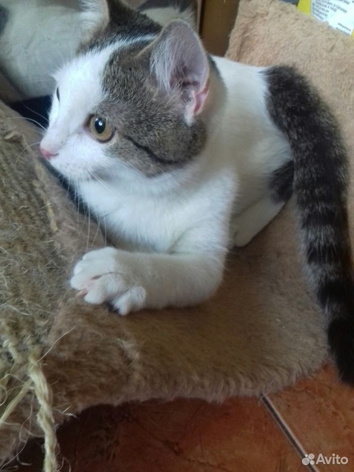 Кошечка Шанель