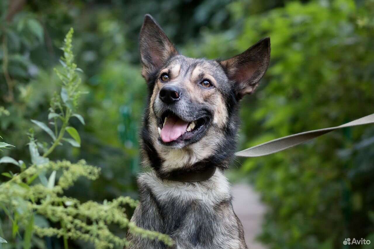 Чудесный Рекс,метис,1,5годика,кастрирован,в дар