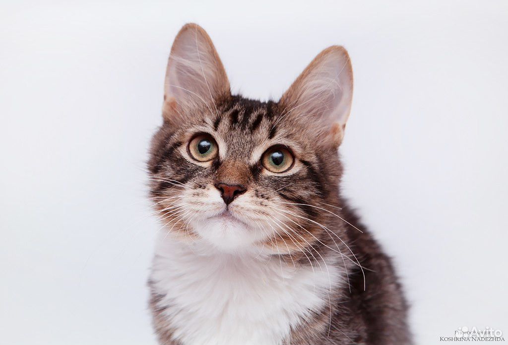 Чудесный весельчак Макс, 8 мес., Москва