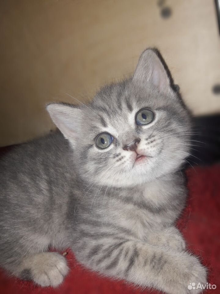 Шотландские мальчишки