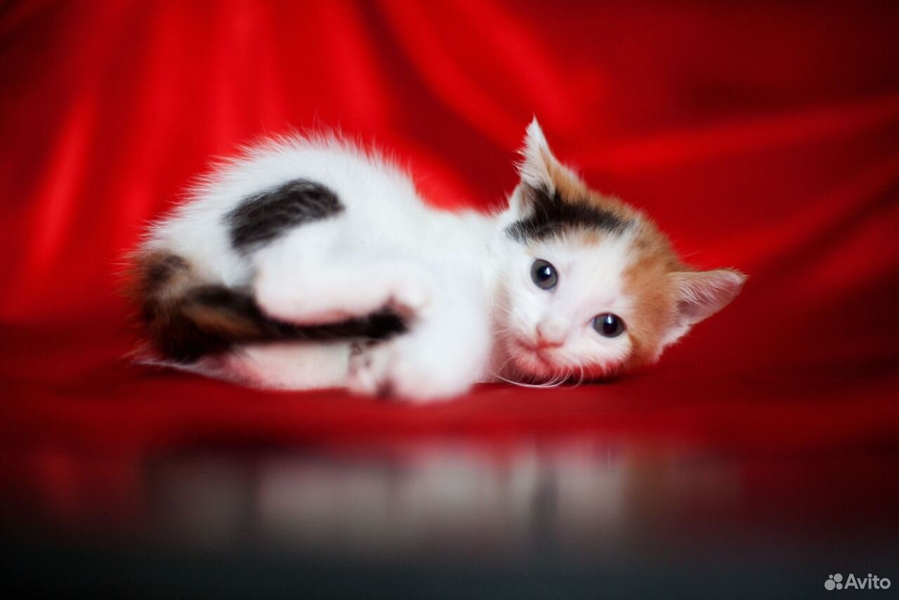 Котёнок трёхцветка в дар На счастье