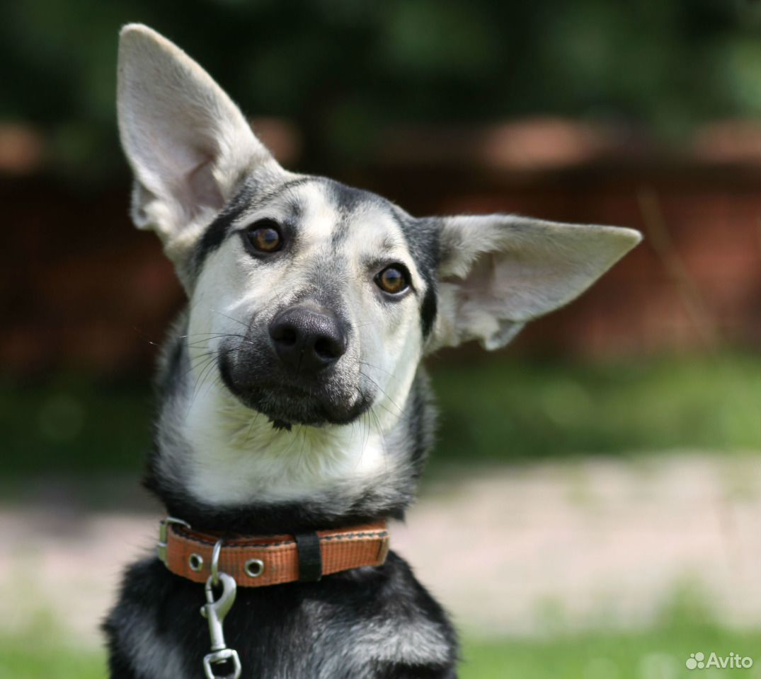 Уникальный щенок-подросток Мартин в дар