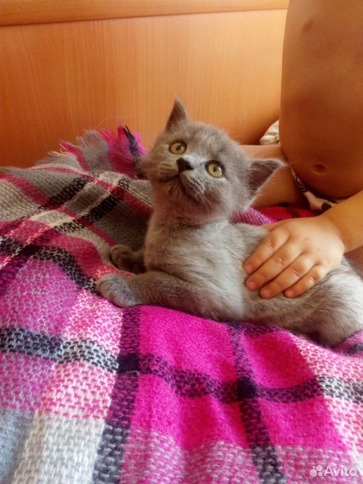Котёнок