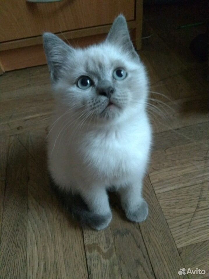 Котята шотландские