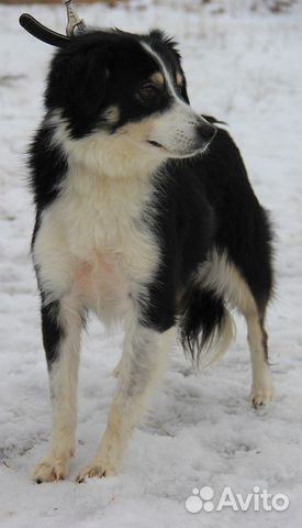 Марсик ищет семью