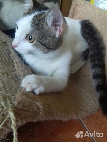 Кошечка Шанель