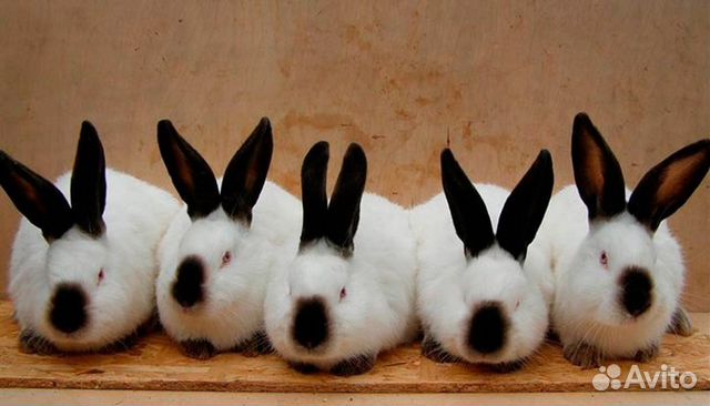 Продаются племенные кролики