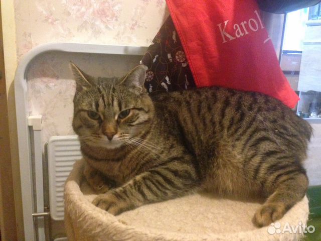 Ласковый котик Барсик в дар, 2-3 года