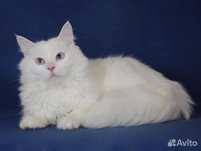 Голубоглазый сибирский котик