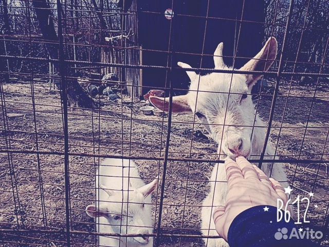 Коза Заненская