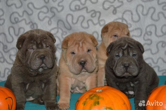 Изабелловые Мальчишки