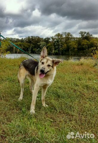 Степа хочет домой