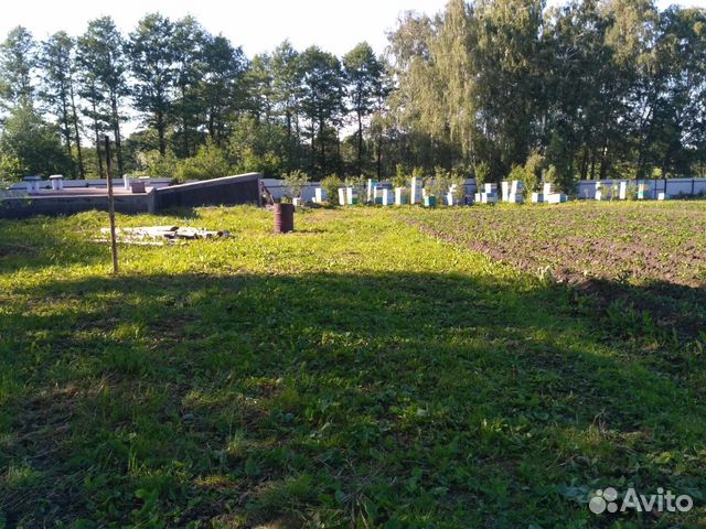 Помогу создать пасеку. пчёлы