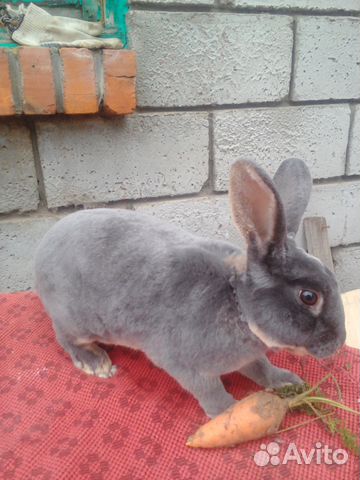 Кролик рекс