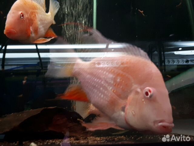 Экзотика. Акарихтис Хеккеля альбинос