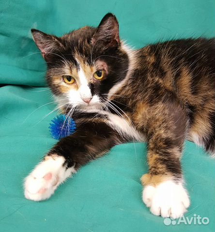 Кошка-чудилка