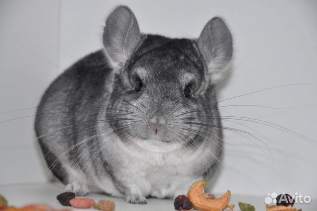 Шиншиллы - две самочки - чистый меховой стандарт