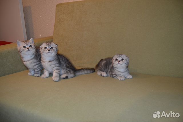 Шотландские котята шоу-класса с документами