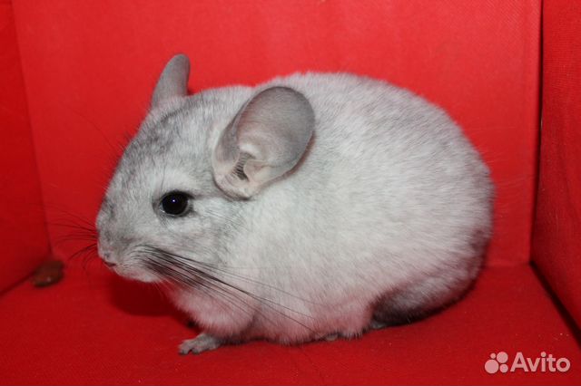 Девочка шиншилла