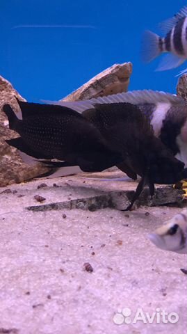 Кальвус блек