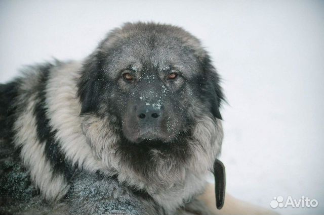 Эксклюзив. Шарпланинская овчарка в дар в надежные