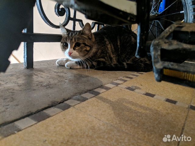Кошка