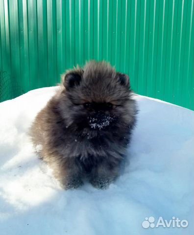 Пытаются выскочить на улицу