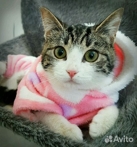 Котёнок