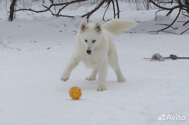 Щенок самоеда подросток