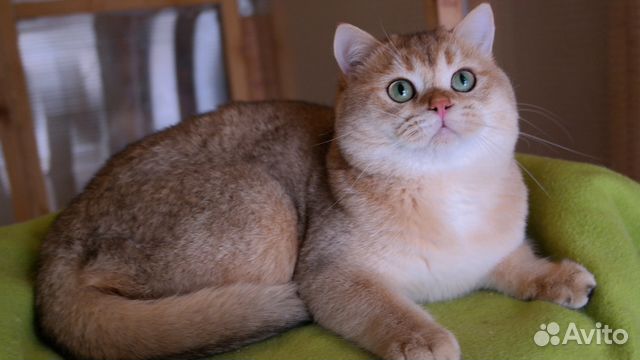 Элитные золотые котята - любимым