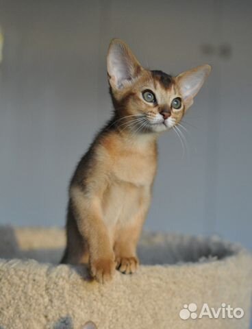 Девочка дикого окраса