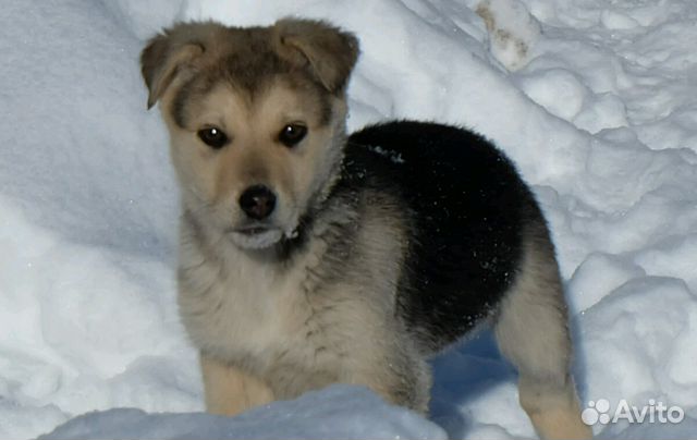 Алекс в поисках дома