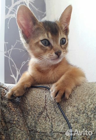Абиссинский котенок