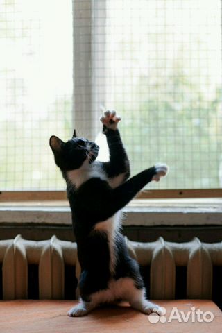 Котята - огонь Они - банда Ищут дом