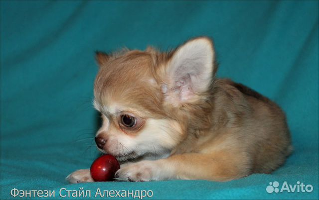 Мальчики черный и шоко-соболиный г.ш. и д.ш