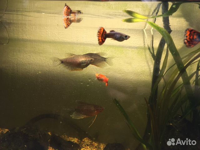 Отдам гуппи и гурами