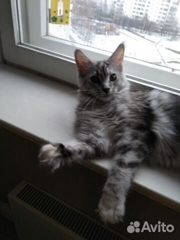 Мейн-кун, подрощенная кошечка