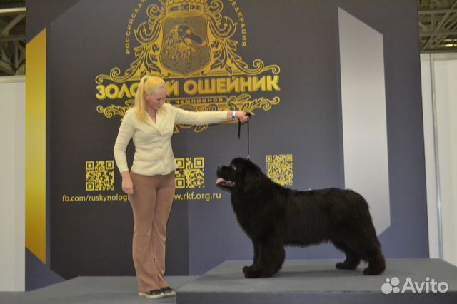 Кобель ньюфаундленда для вязки Чемпион Породы 2017