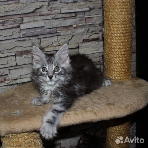 Котята Мейн-Кун