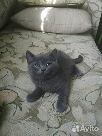 Британчик