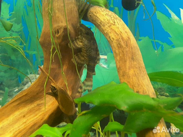 Сомик номерной 002, самка