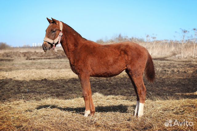 Изящная кобылка