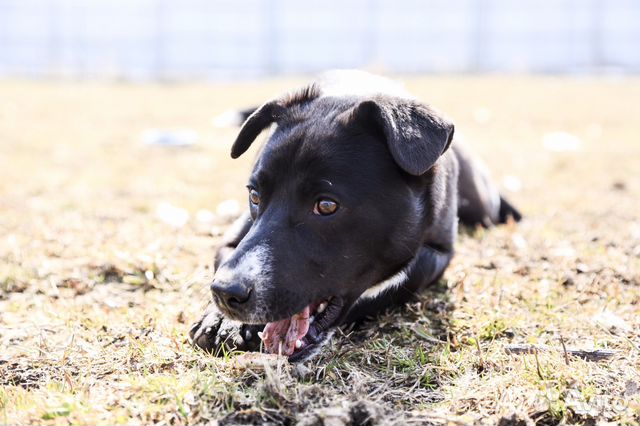 Щенок Чарли