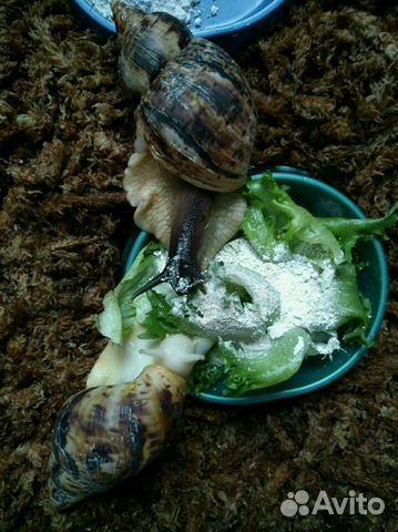 Улитки с улиткарием и подкормками