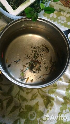 Макрогнатус, барбус, данио, балу