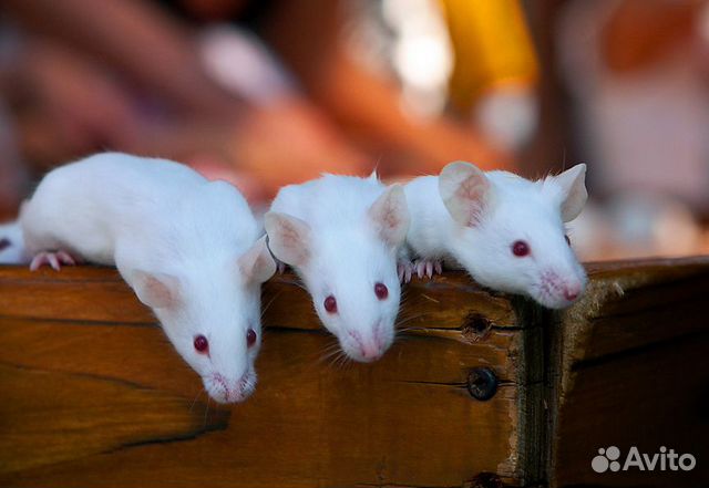 Ищут дом маленькие бойцы невидимого фронта