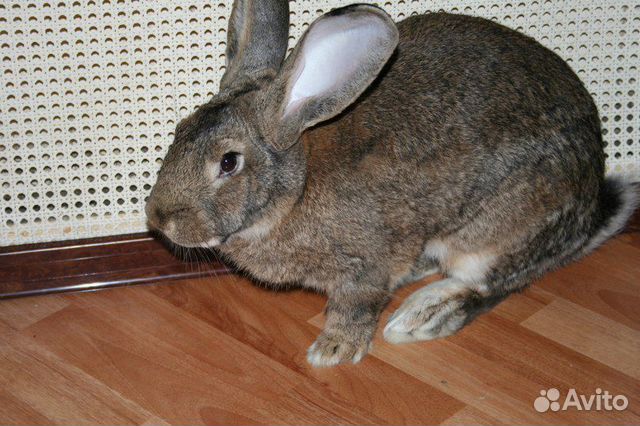 Вязка. Настоящий лесной заяц ищет невесту