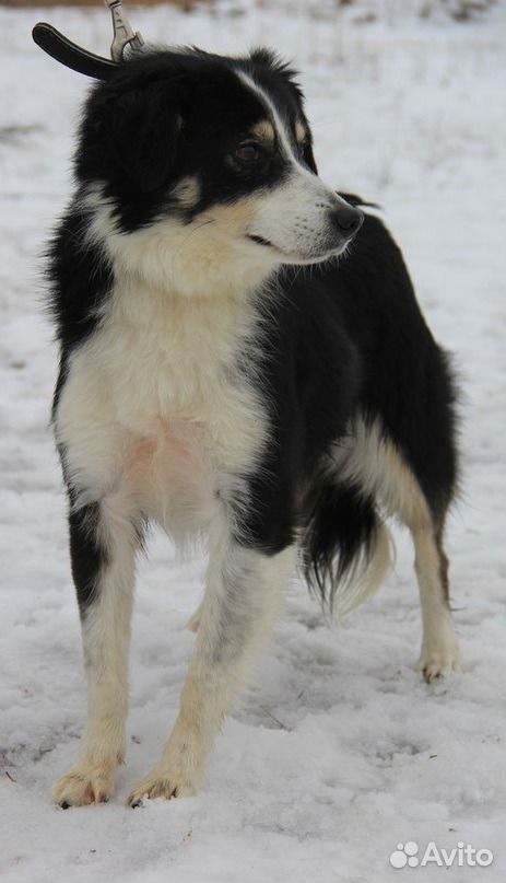 Марсик ищет семью