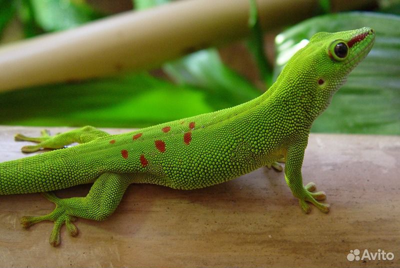 Продаются гекконы Фельзума грандис