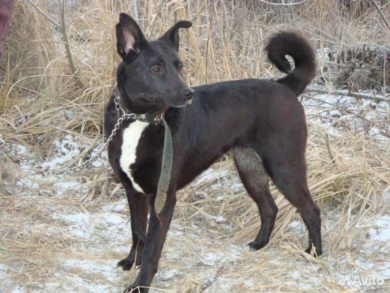 Совсем некрупная, спокойная собачка